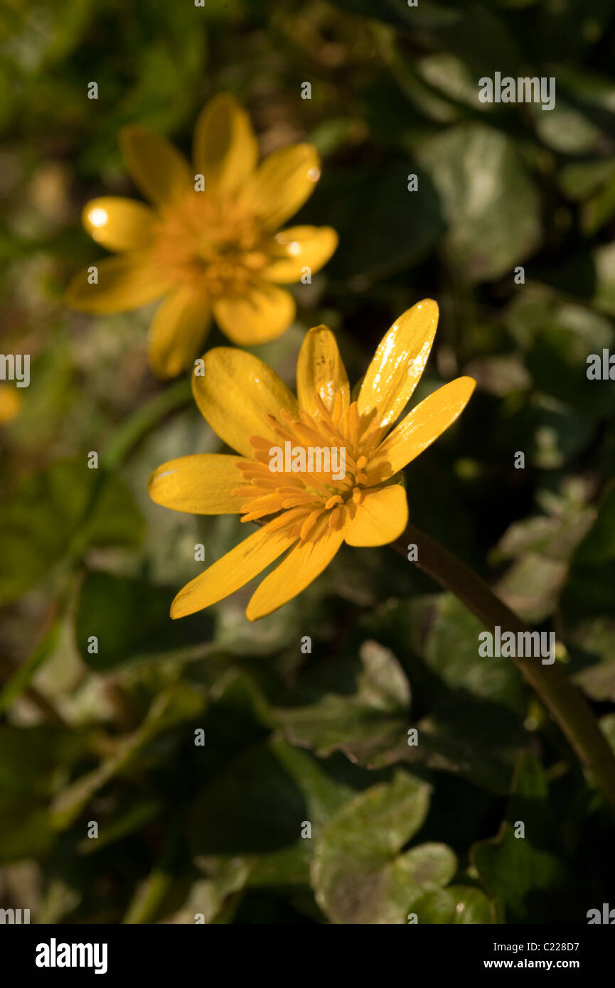 Marsh marigolds hi-res stock photography and images - Alamy