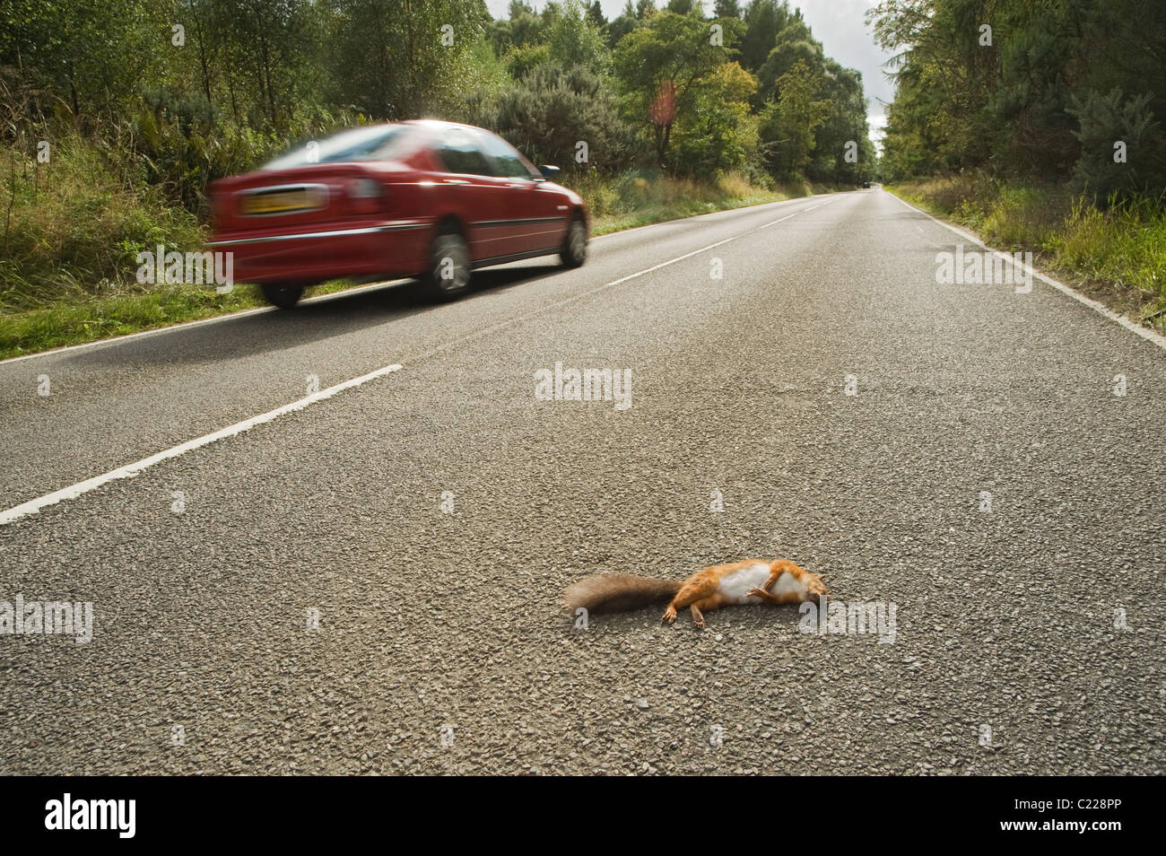 Red Squirrel (Sciurus vulgaris) killed on road, Black Isle, Scotland ...