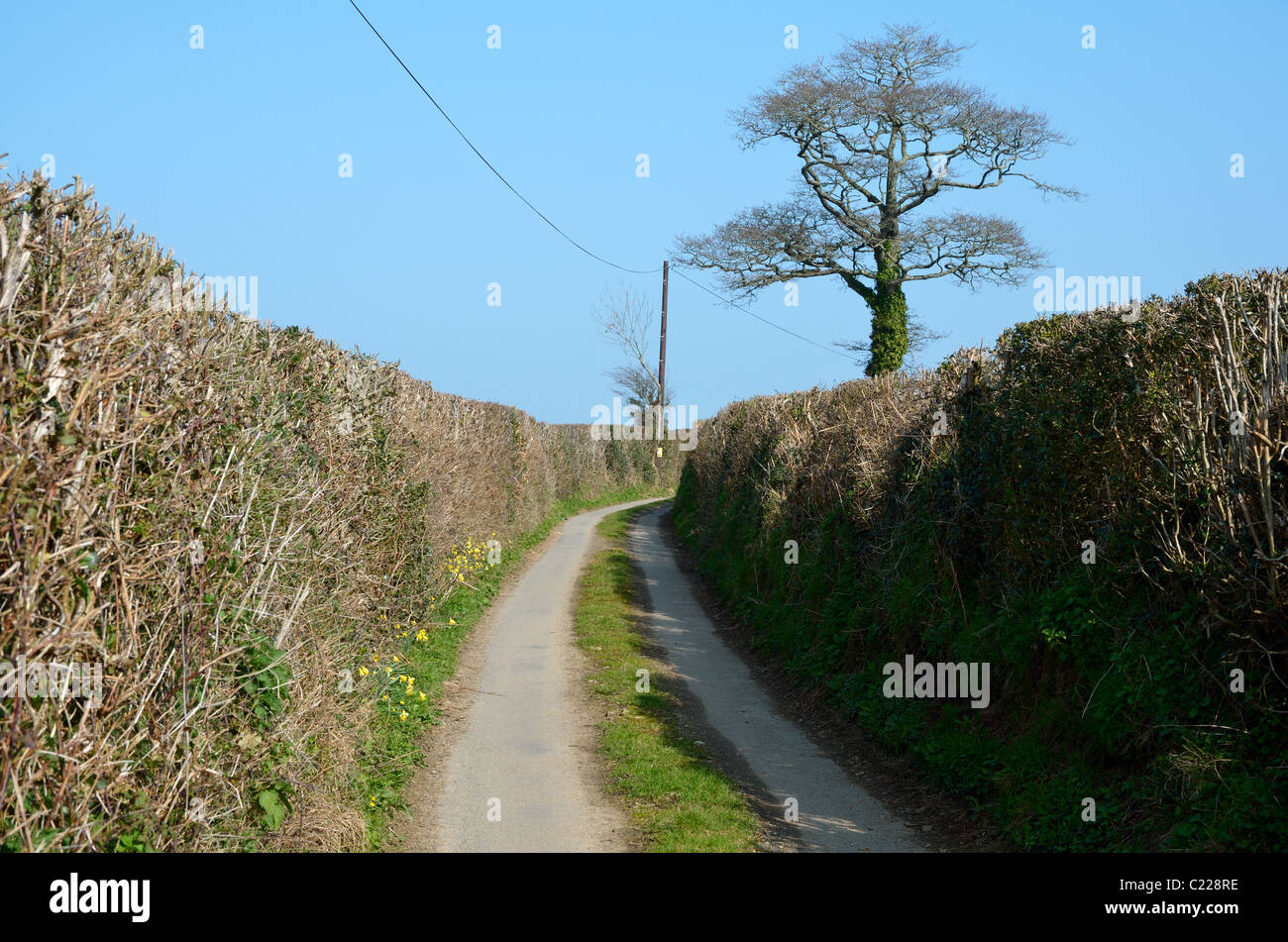 Typical Devon Lanes, with grass growing up the center, on a Spring ...