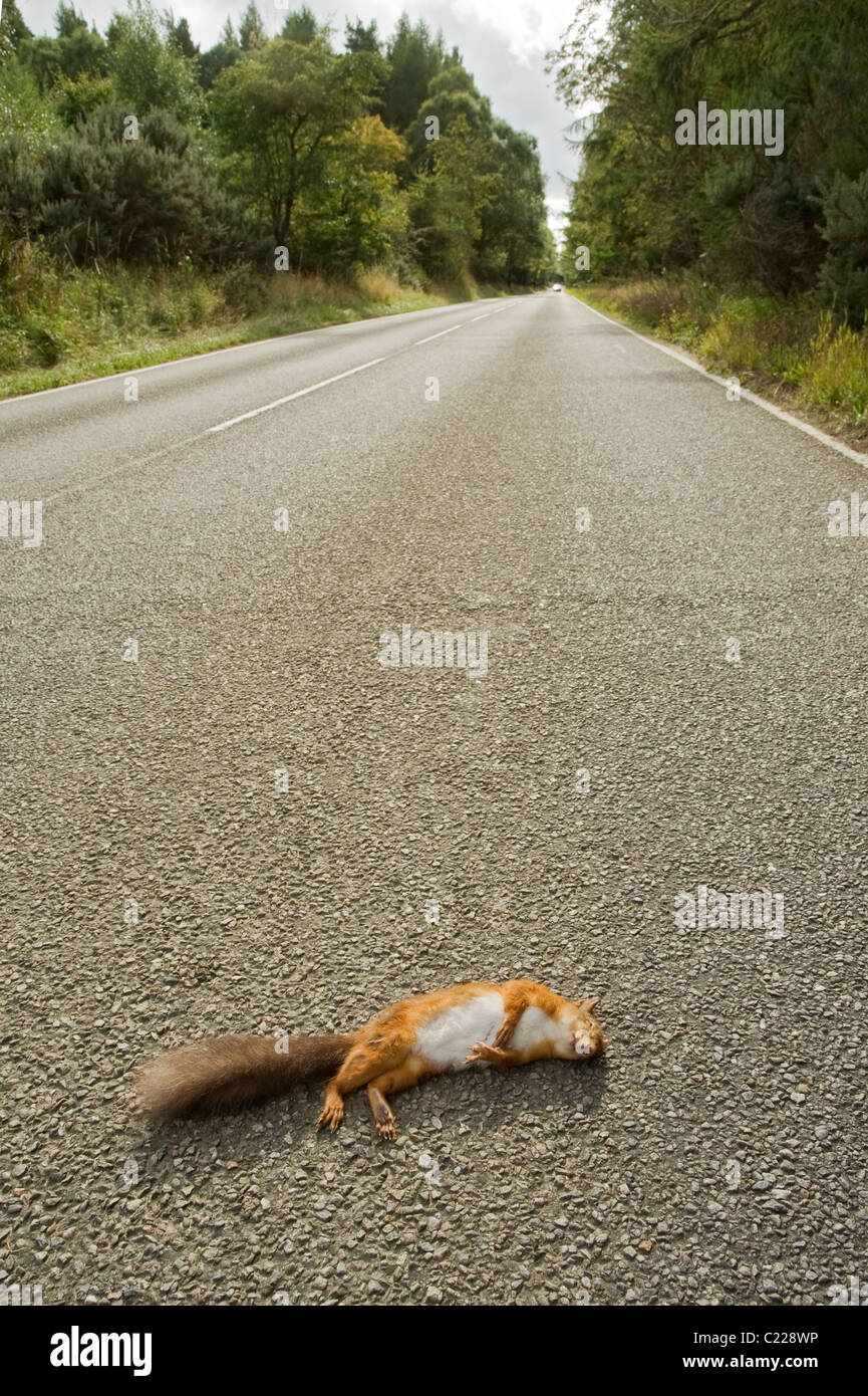 Dead squirrel on road hi-res stock photography and images - Alamy