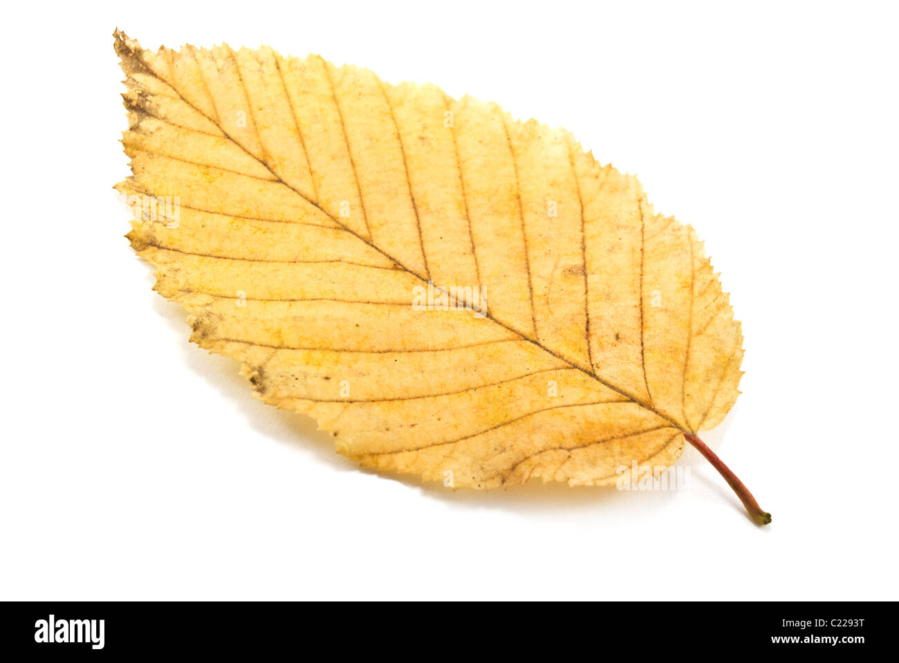 Leaf sheet is isolated on a white background Stock Photo - Alamy