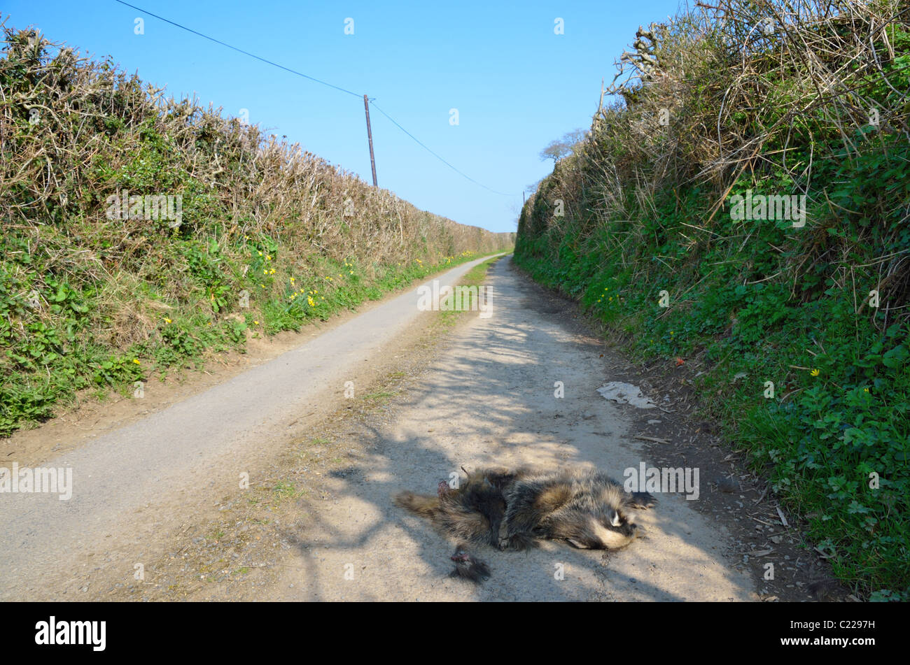Typical Devon Lanes, with grass growing up the center, on a Spring ...