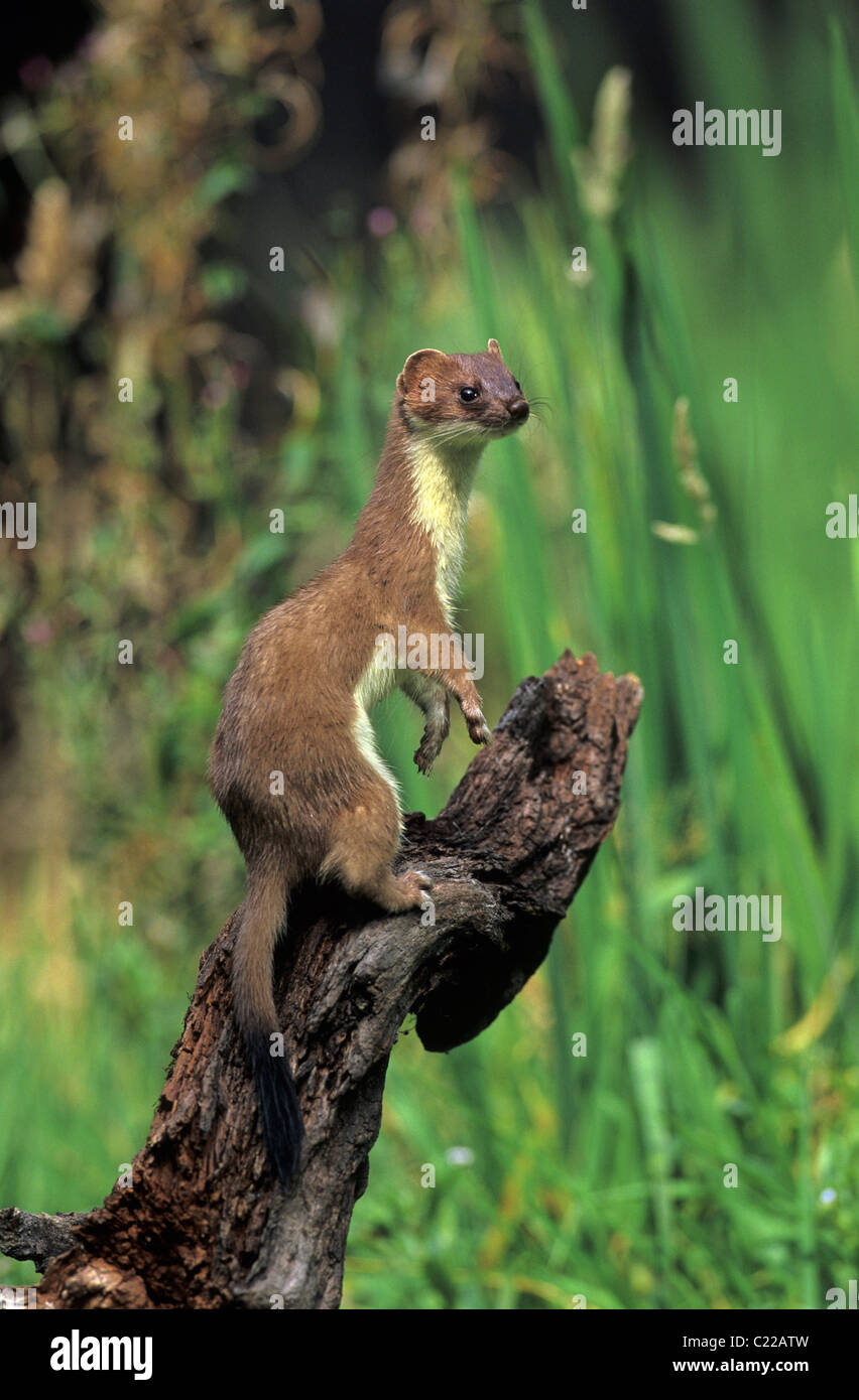 European stoat ermine mustela erminea hi-res stock photography and ...