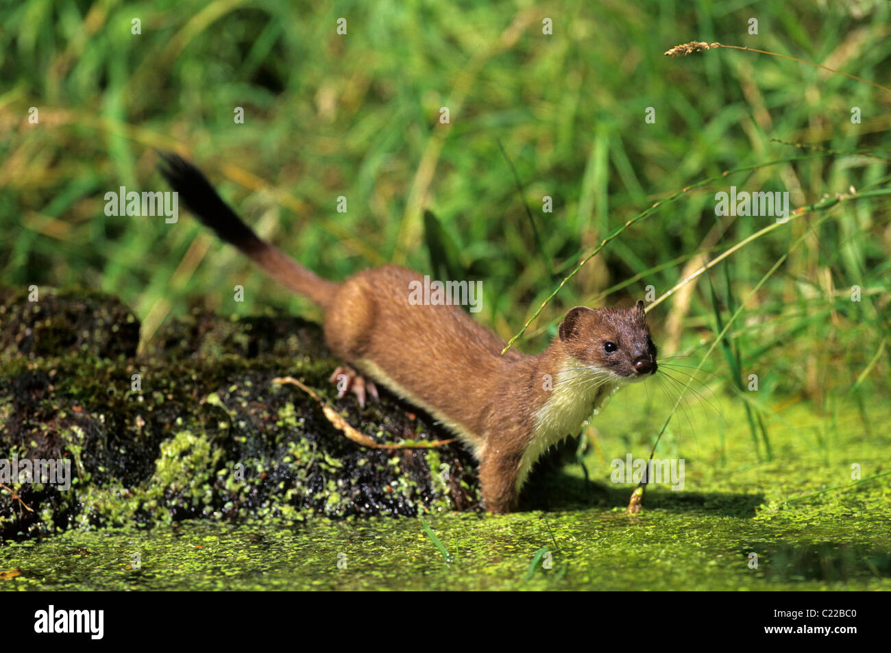 European stoat ermine mustela erminea hi-res stock photography and ...