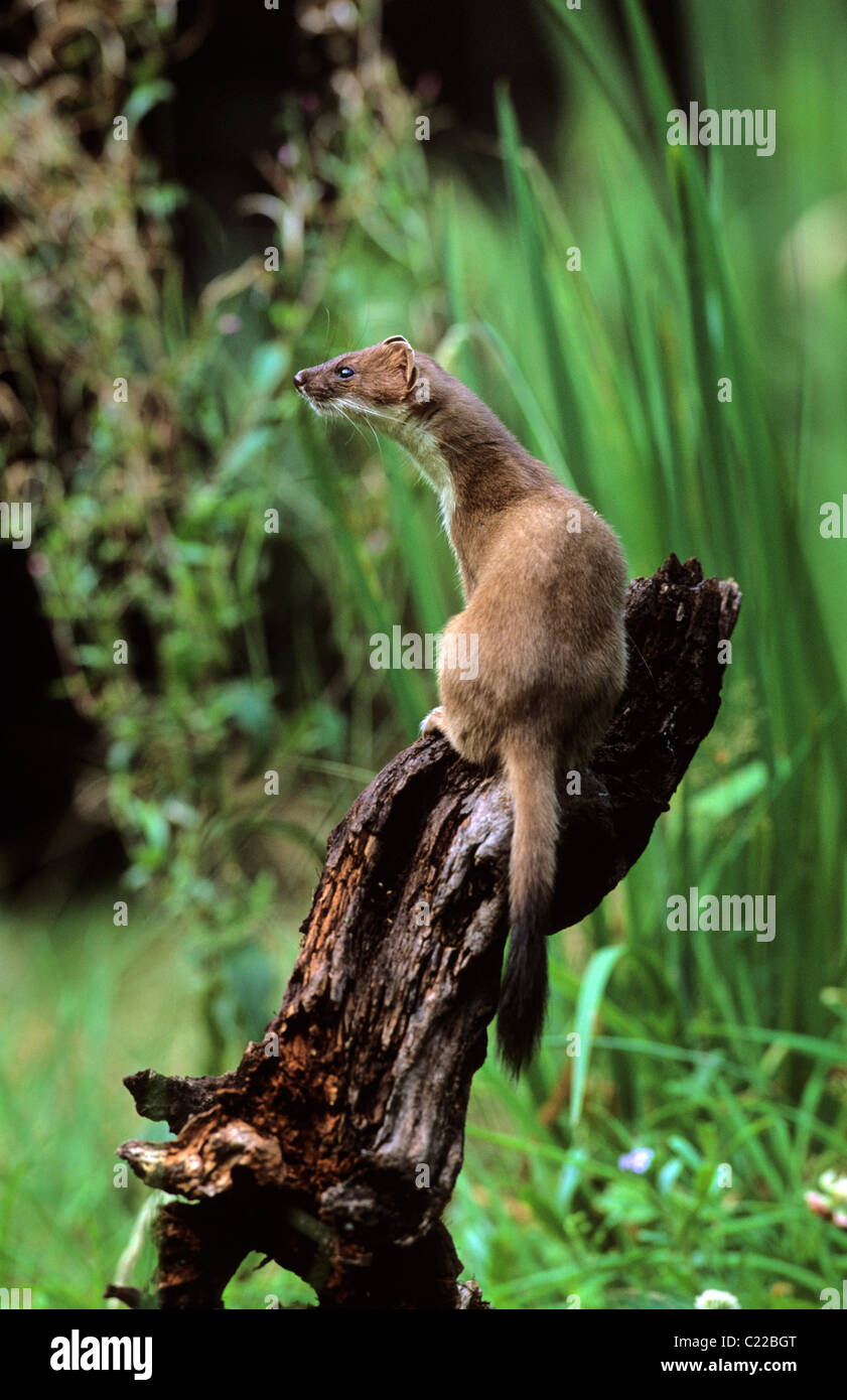 Male stoat (Mustela erminea) Europe. Captive Stock Photo - Alamy