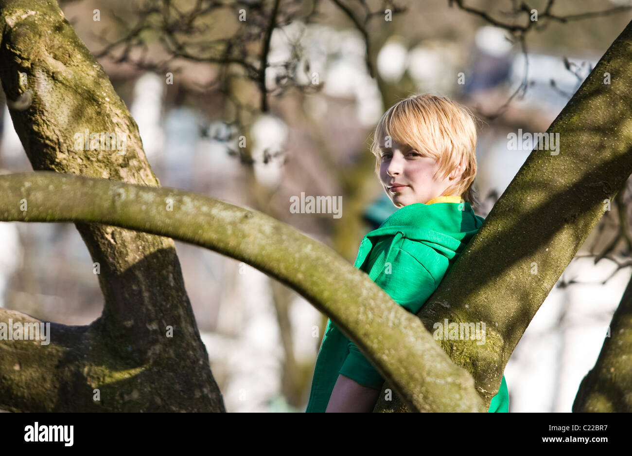 Teenager climbs on a tree in the early spring sun Stock Photo - Alamy