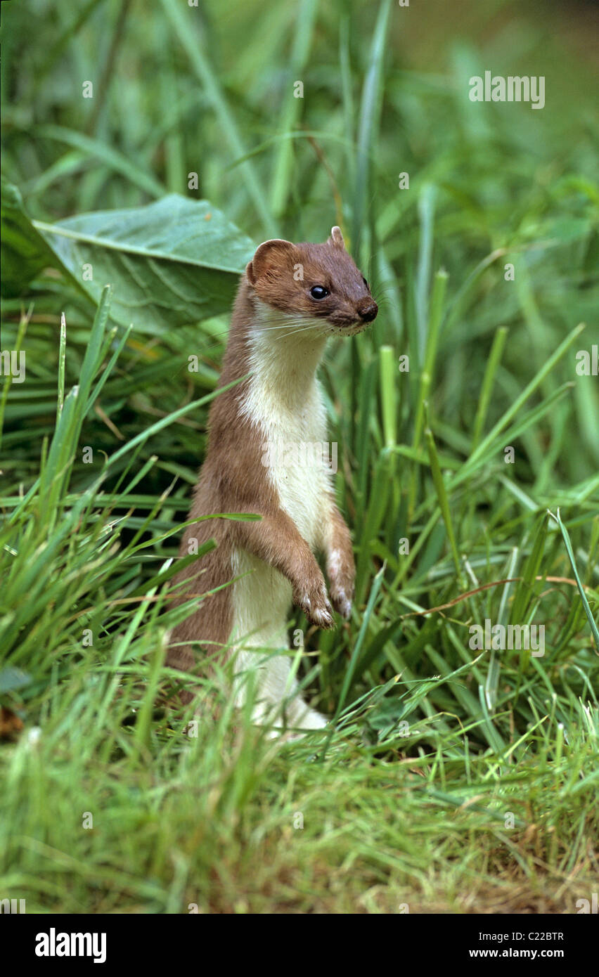 European stoat ermine mustela erminea hi-res stock photography and ...