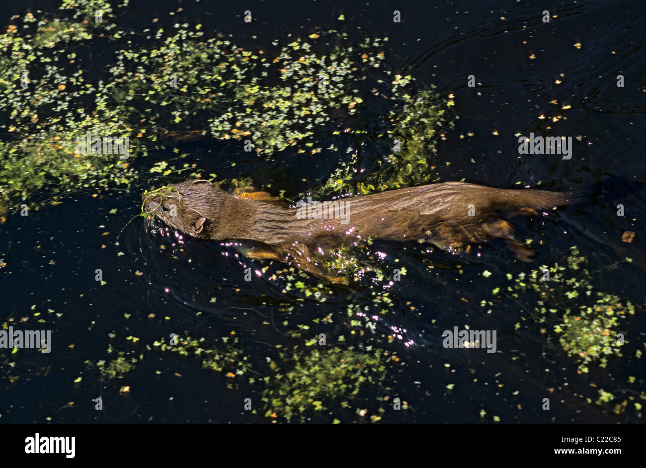 Male stoat (Mustela erminea) Europe. Captive Stock Photo - Alamy