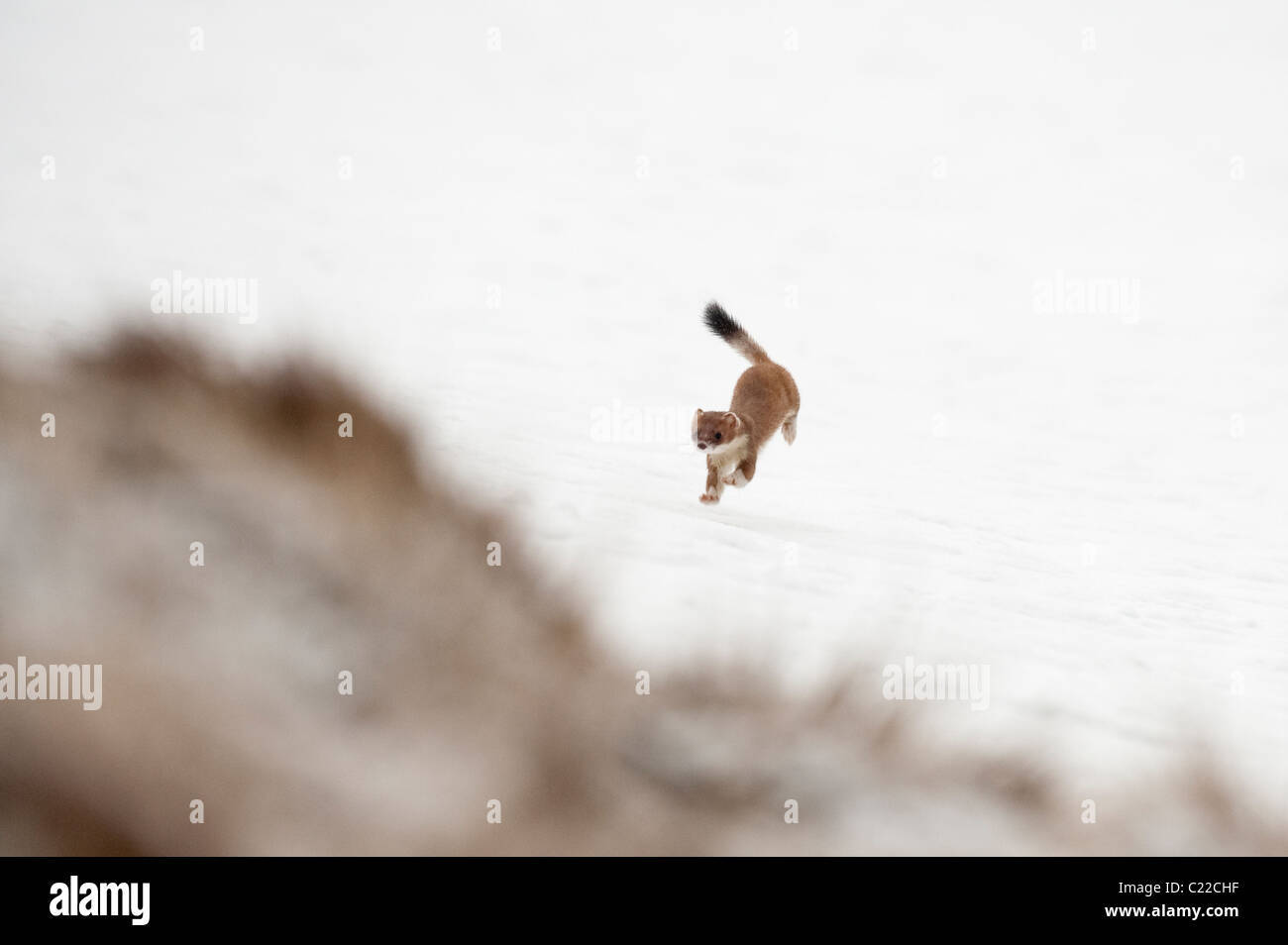 Stoat hunt uk hi-res stock photography and images - Alamy
