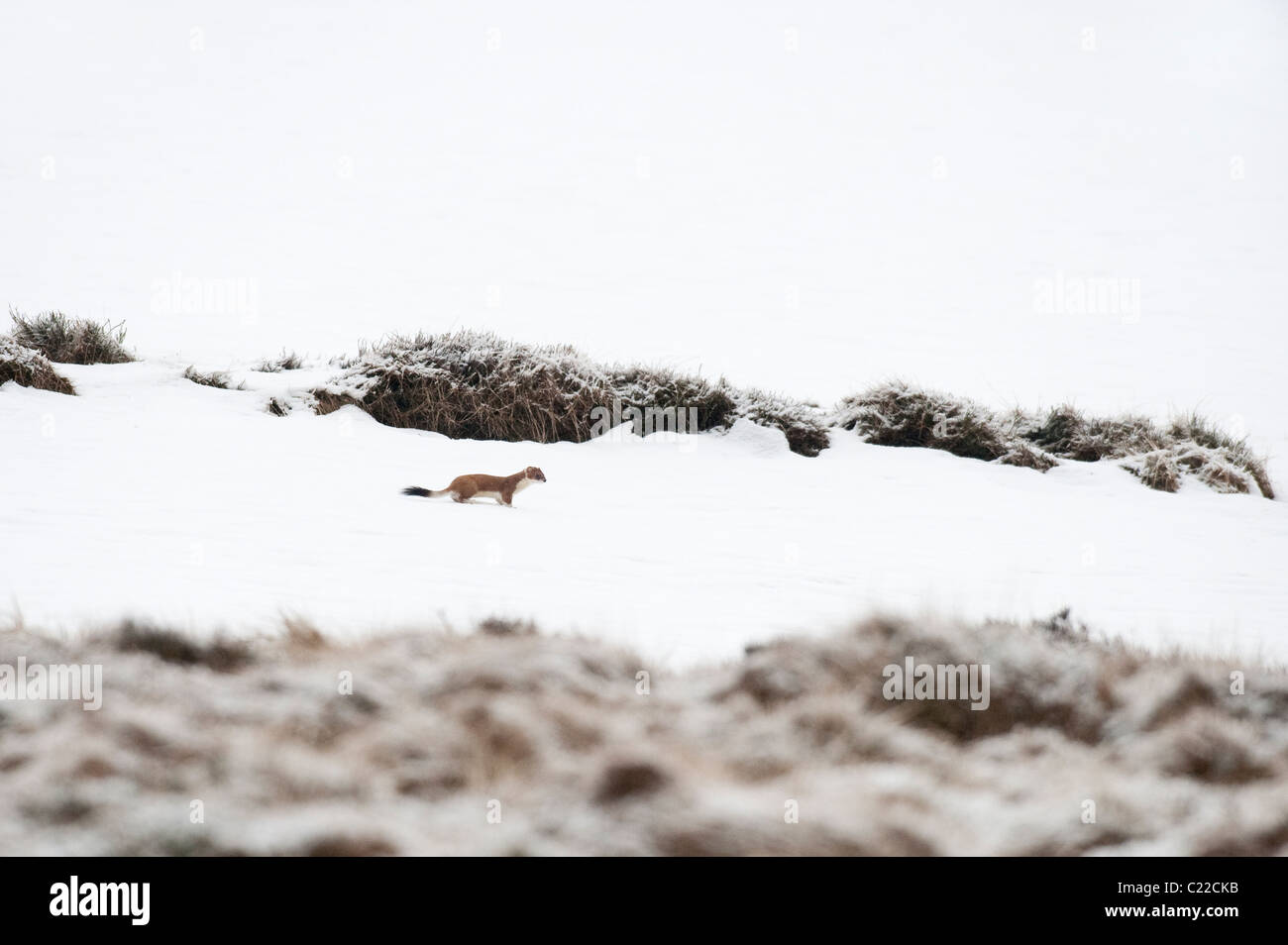 Stoat hunt uk hi-res stock photography and images - Alamy