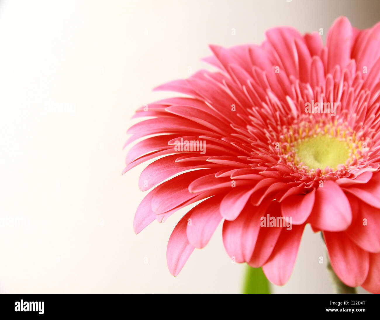 Pink bright Gerbera on a silk background Stock Photo - Alamy