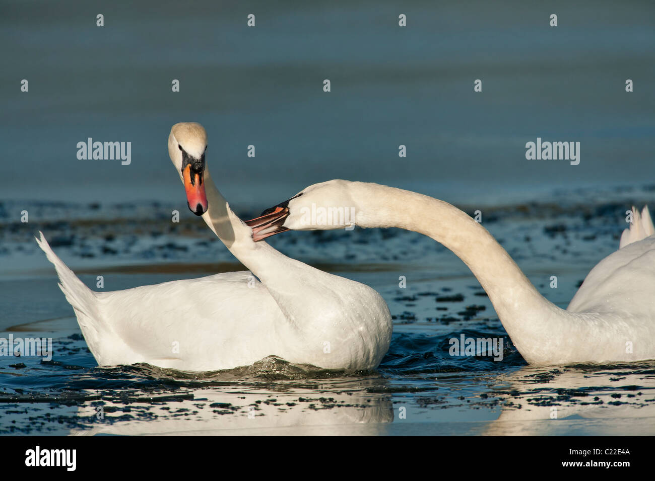 Swans lagoon hi-res stock photography and images - Alamy