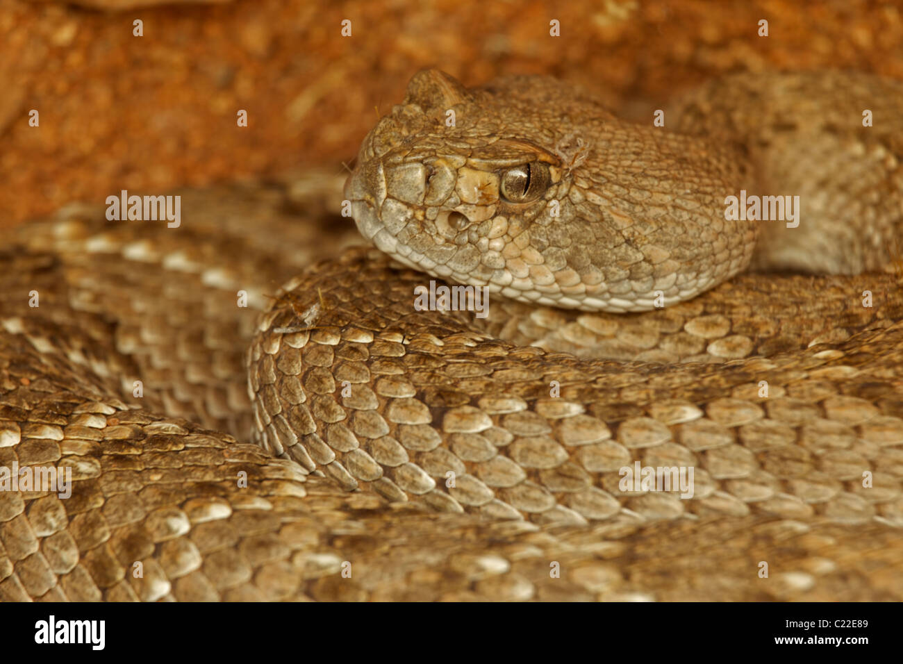 Western Diamond-backed Rattlesnake(s) (Crotalus atrox) -Arizona – USA ...