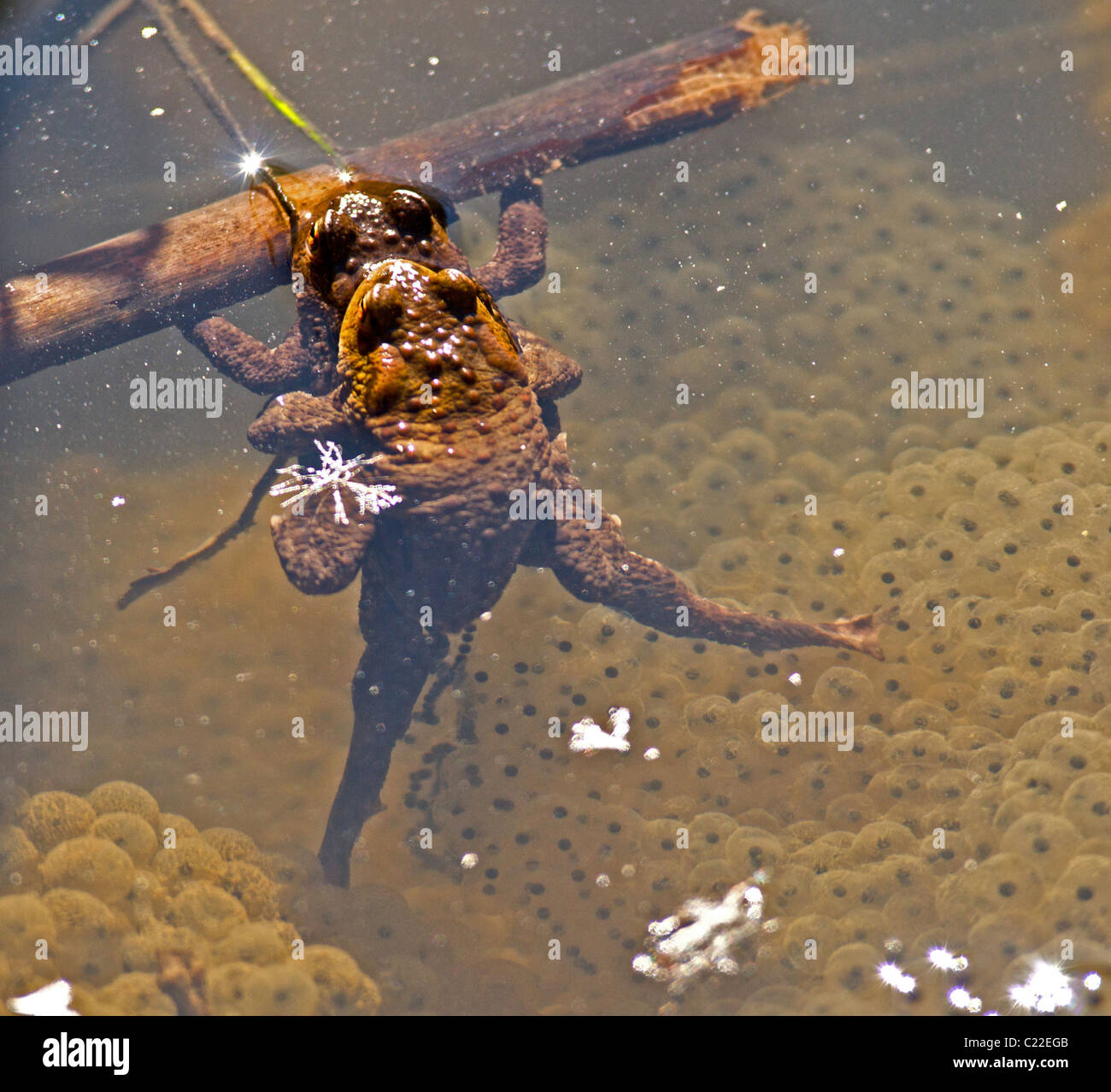 Toad spawn uk hi-res stock photography and images - Alamy