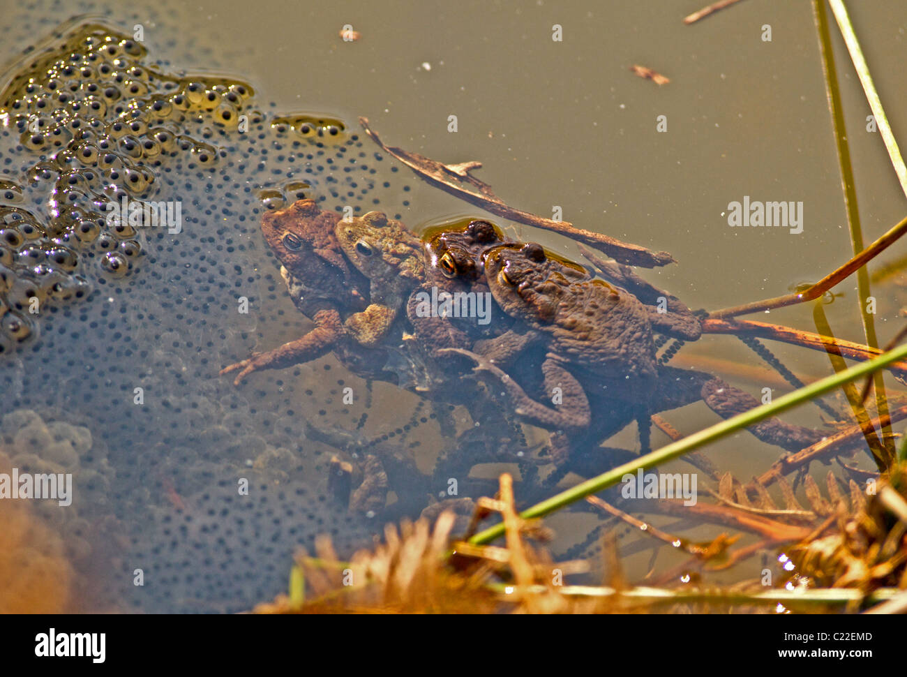 Common toads (Bufo bufo) breeding in a pond in the UK Stock Photo - Alamy