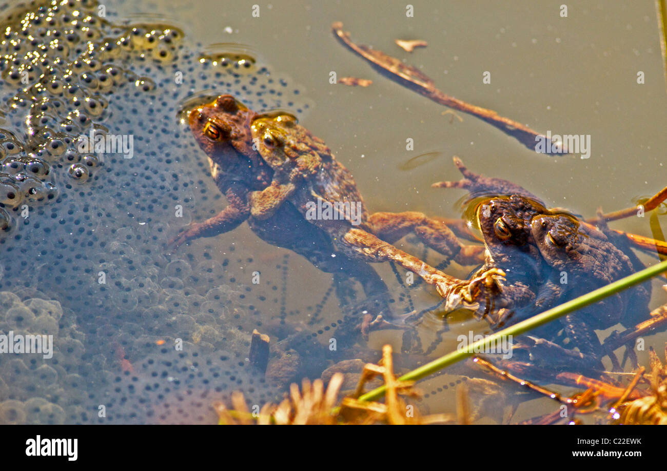Common toads (Bufo bufo) breeding in a pond in the UK Stock Photo - Alamy