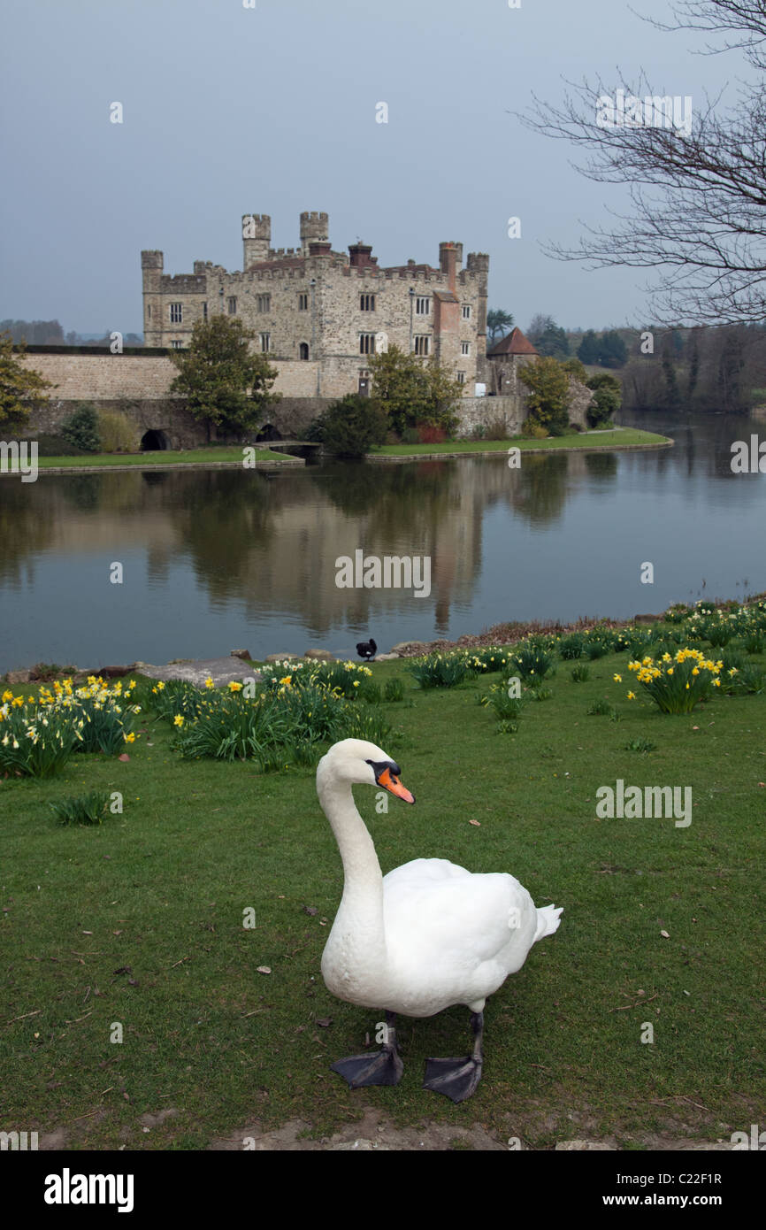 Spring daffodil flowers leeds castle hi-res stock photography and ...