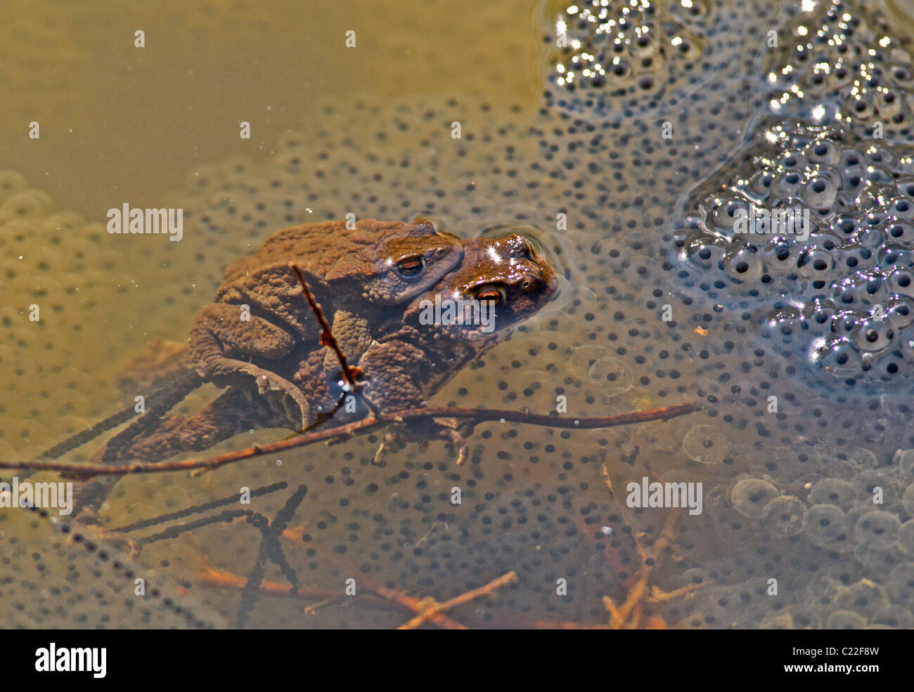 Toad spawn uk hi-res stock photography and images - Alamy