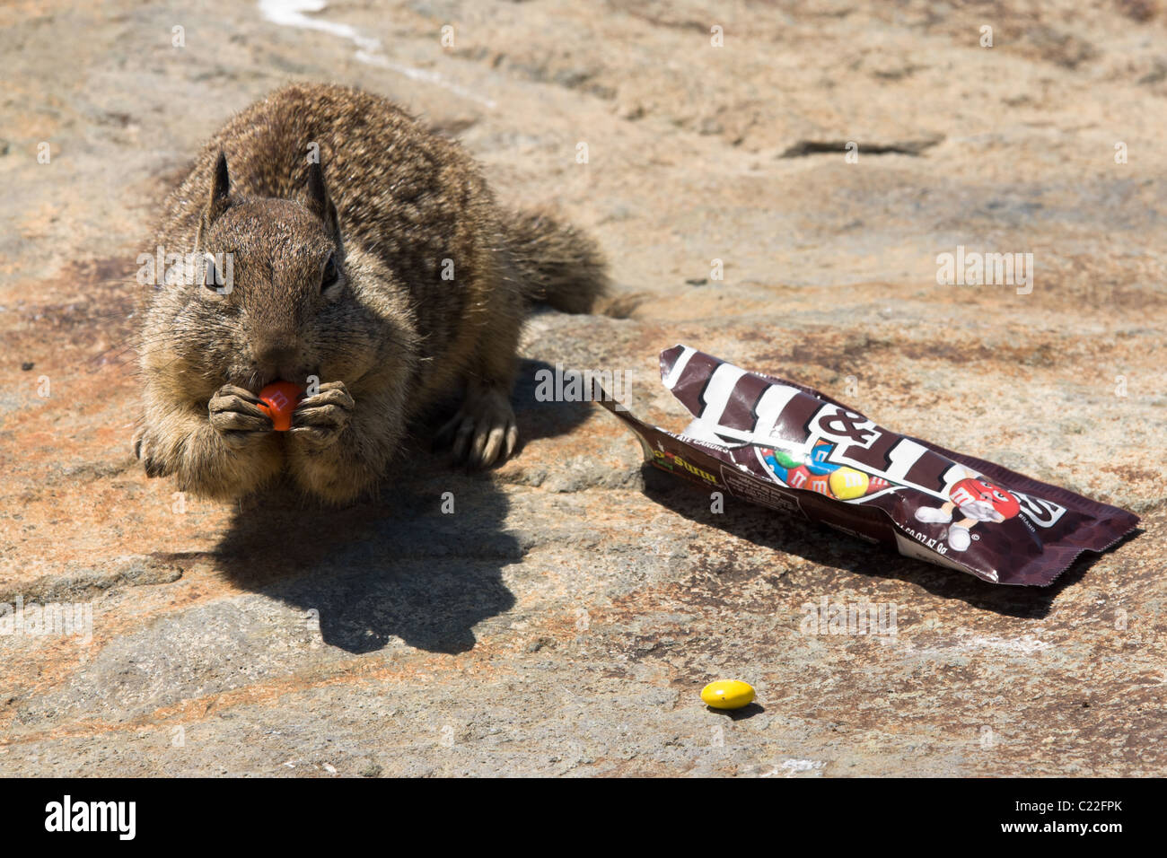 Chipmunk eating M&M'S Chocolate Candy Stock Photo - Alamy