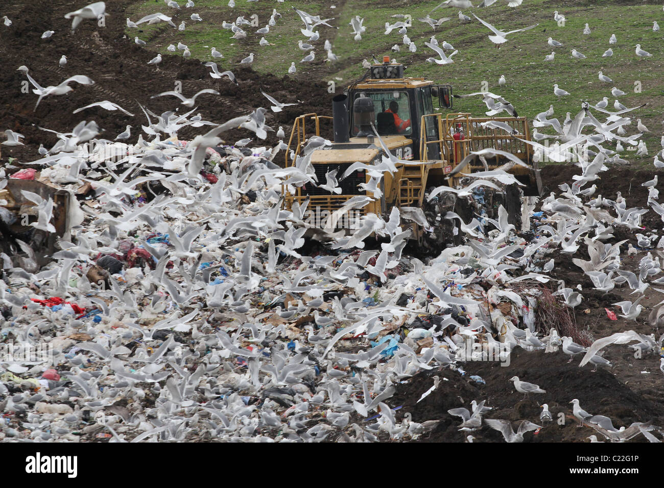 bulldozer landfill gulls Palo Alto Baylands Park Calfornia Stock Photo ...