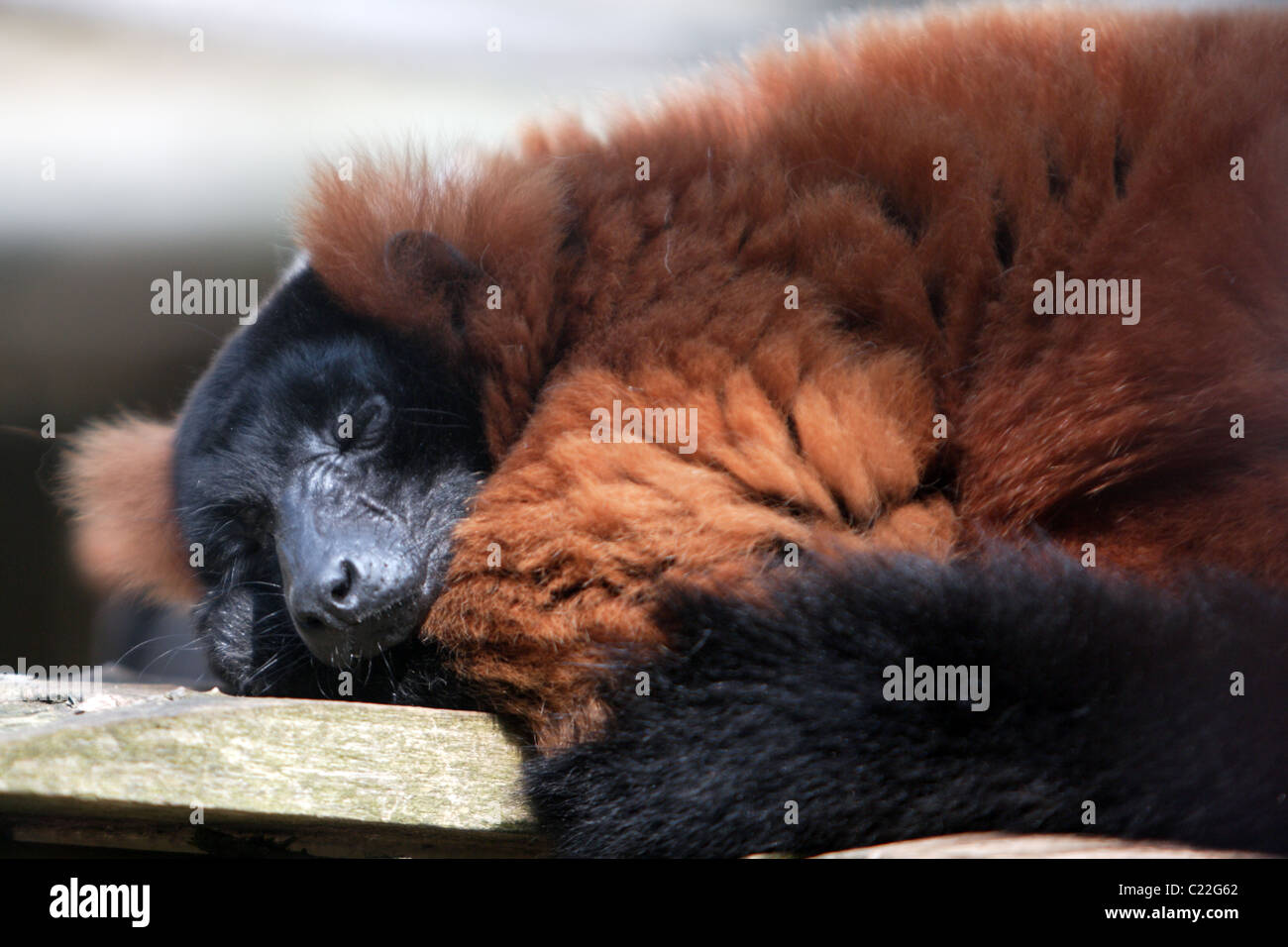 Sleeping lemur hi-res stock photography and images - Alamy