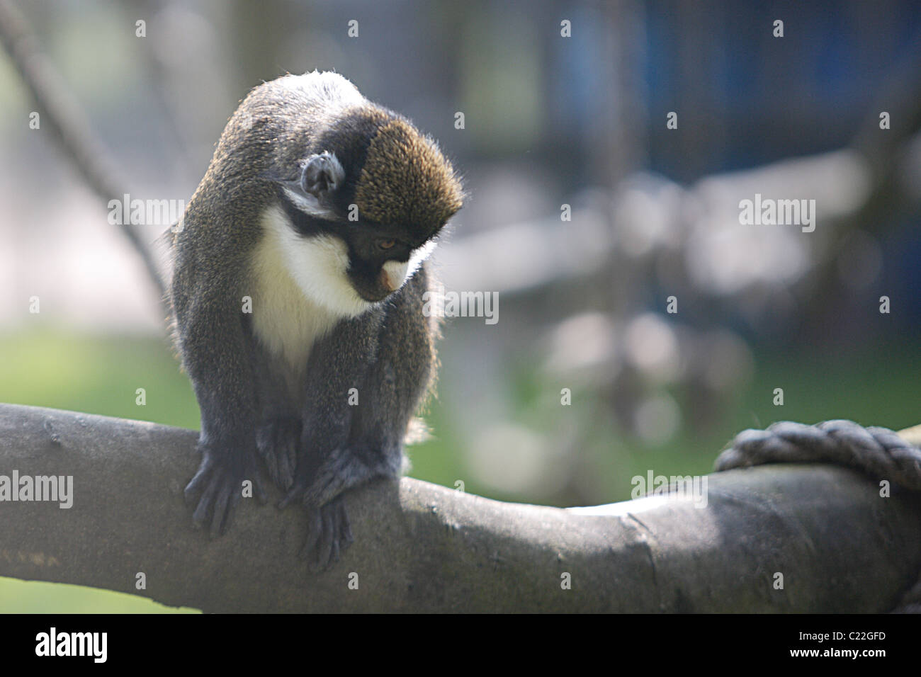 Animal monkey apes hi-res stock photography and images - Alamy