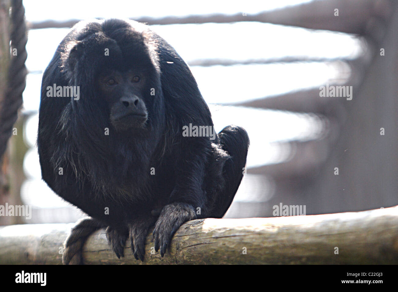 Animal monkey apes hi-res stock photography and images - Alamy