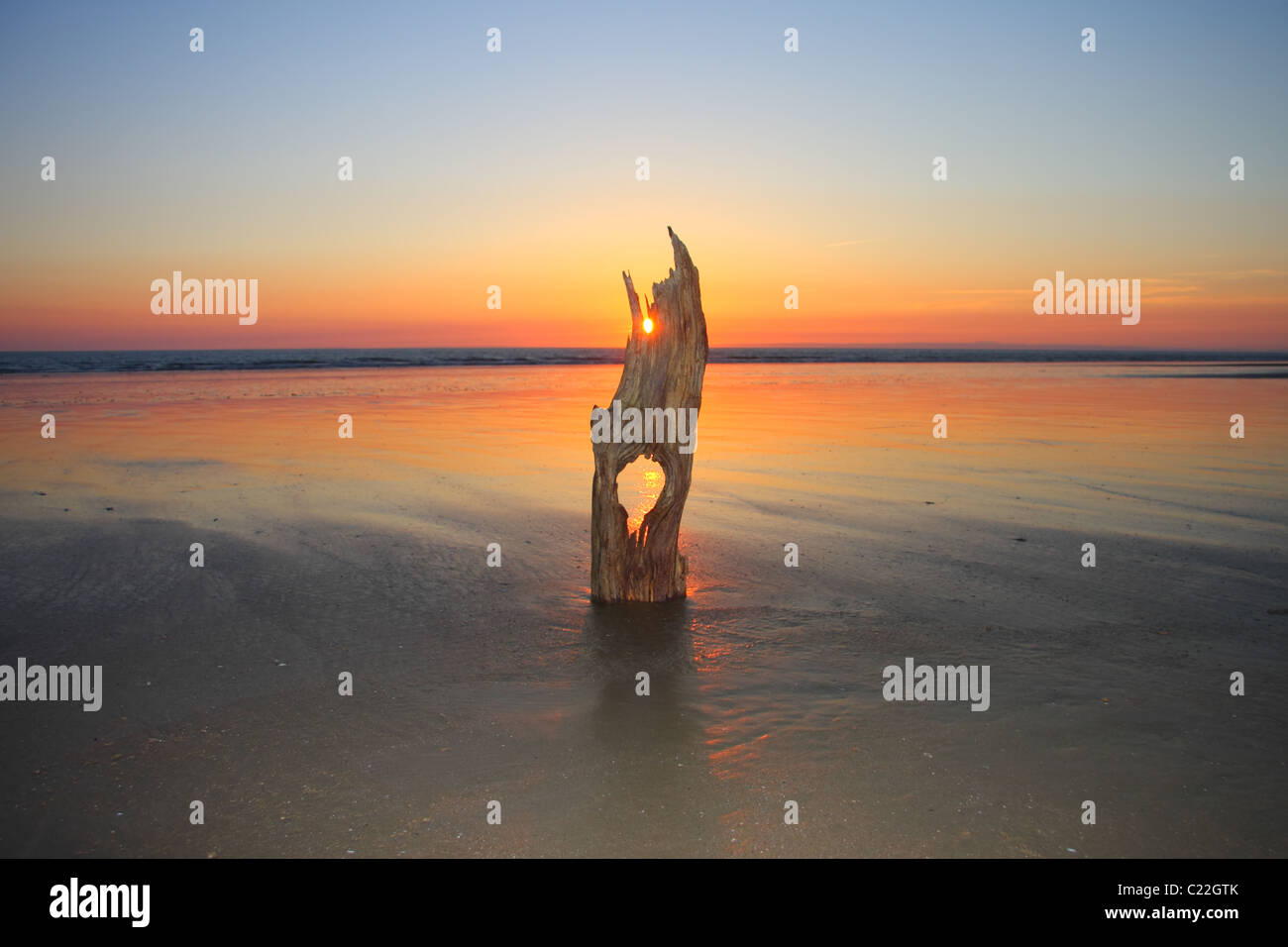 Driftwood Log Standing Upright On Beach. Sunset Shining Through Top ...