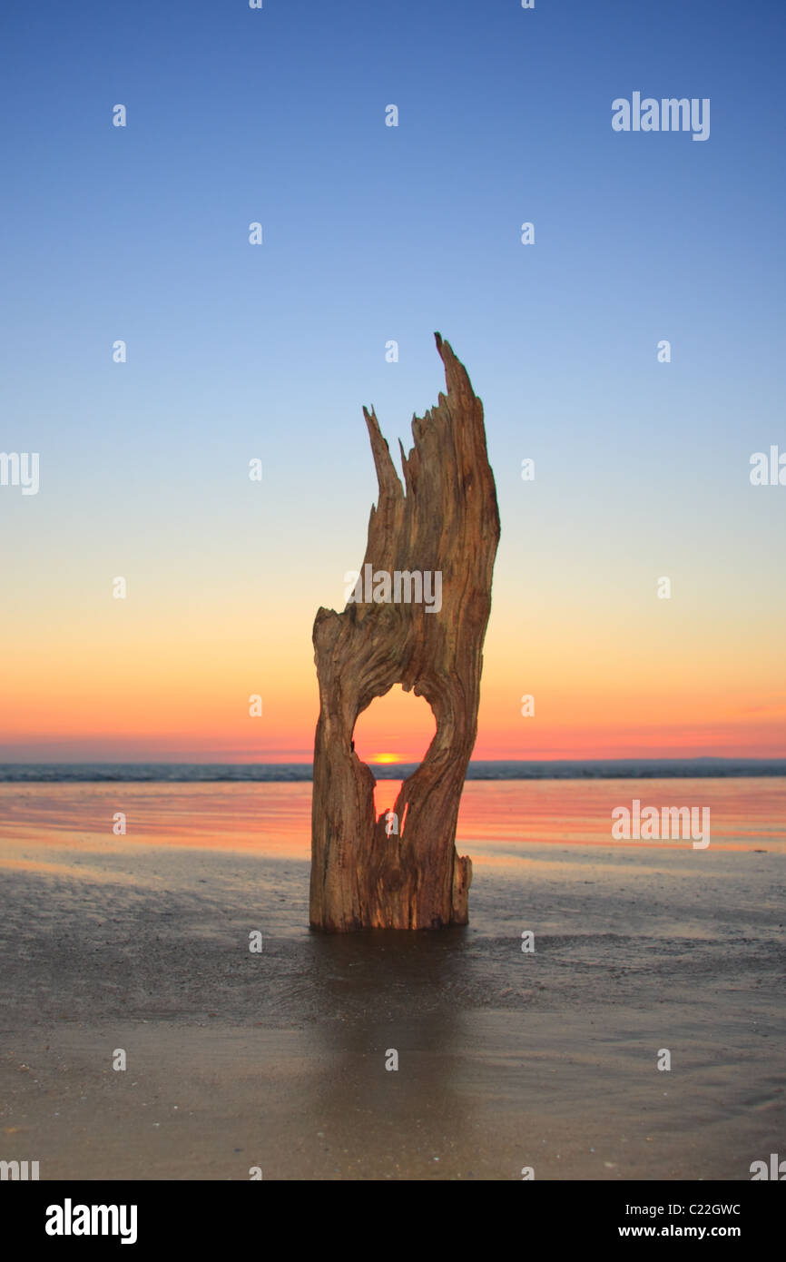 Driftwood Log Standing Upright On Beach. Sun Setting Through Central ...