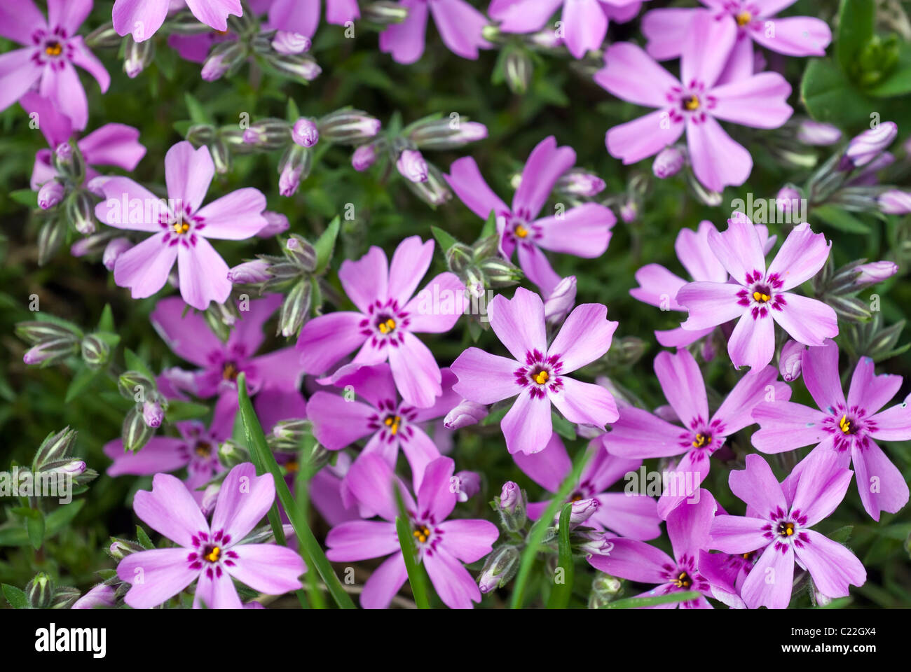 Creeping phlox flowers hi-res stock photography and images - Alamy