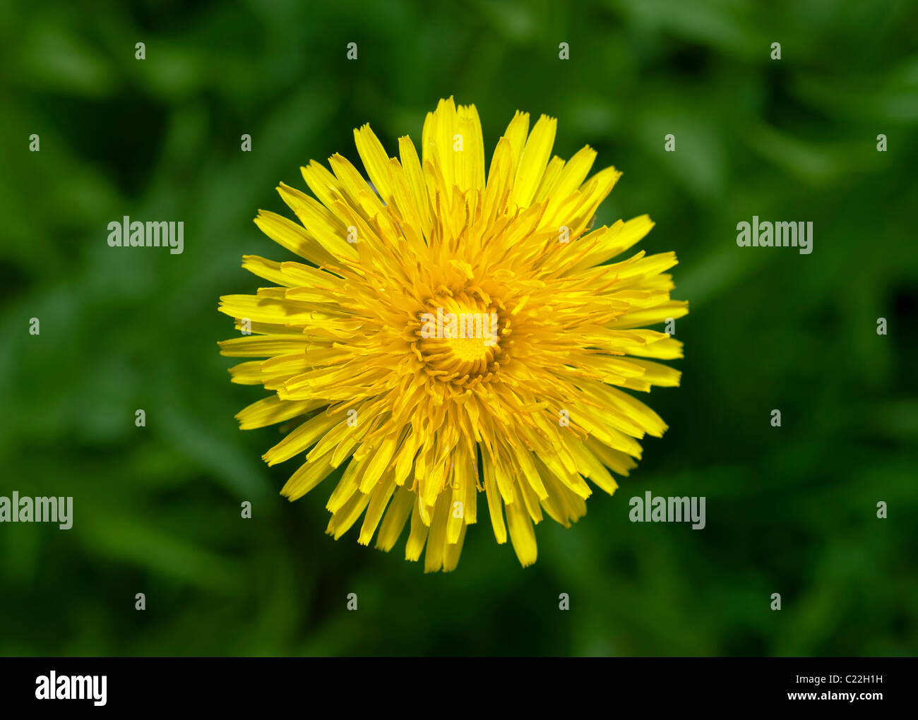 Top view of yellow dandelion flower Stock Photo - Alamy