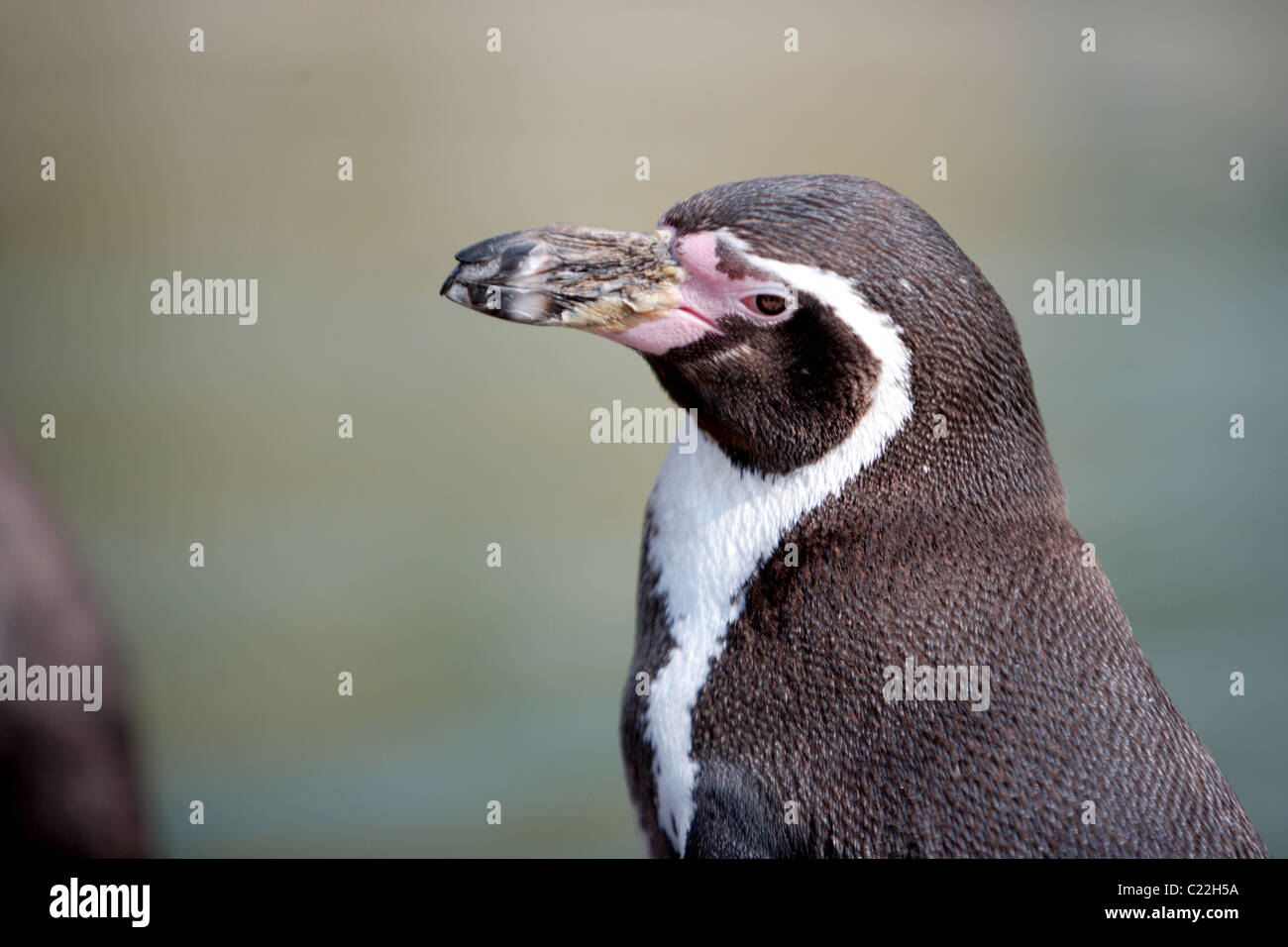 Penguin beak hi-res stock photography and images - Alamy