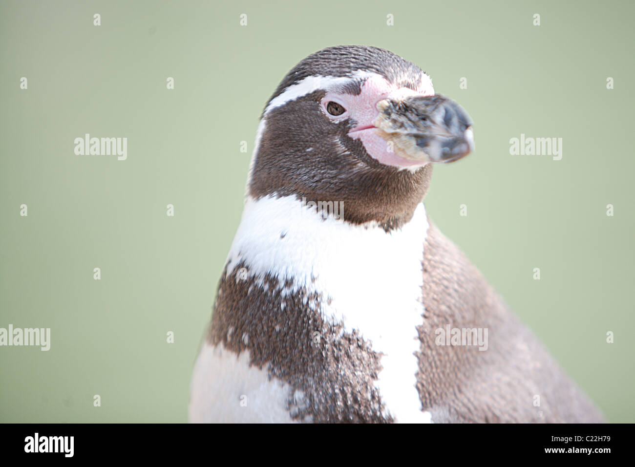 Penguin beak hi-res stock photography and images - Alamy
