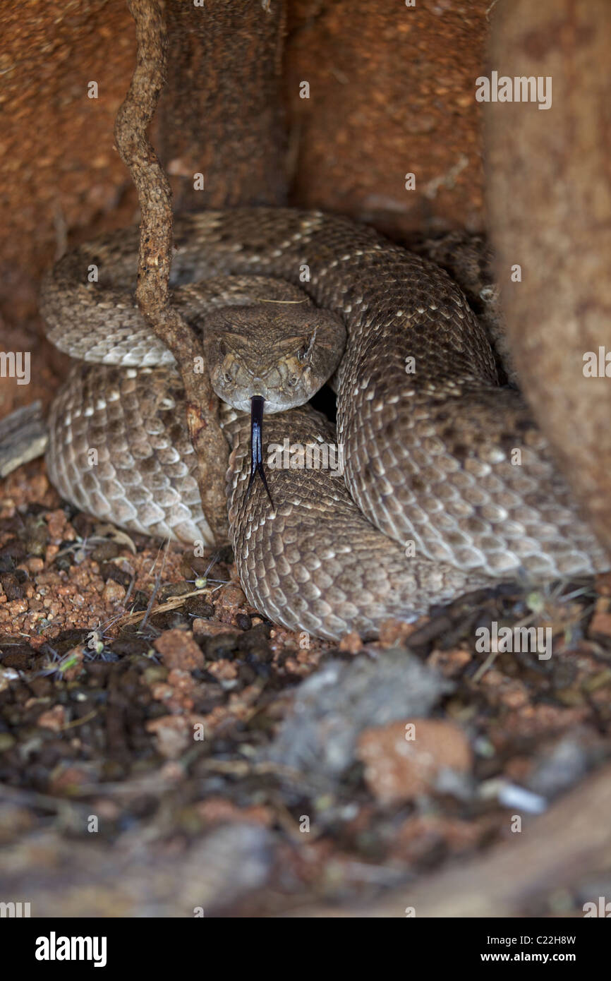 Western Diamond-backed Rattlesnake(s) (Crotalus atrox) -Arizona – USA ...