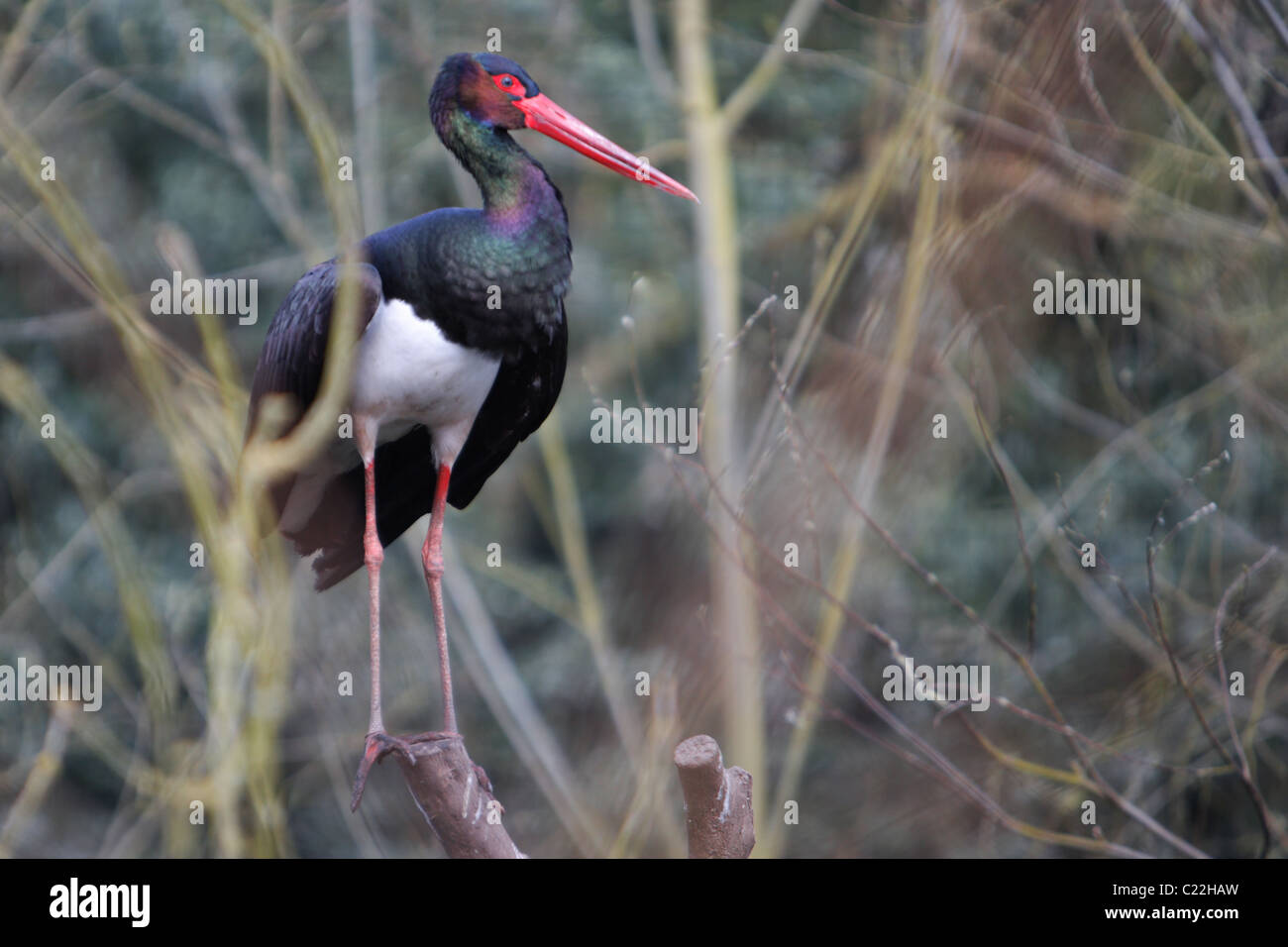 Black Stork Ciconia nigra wading bird Ciconiidae Stock Photo - Alamy