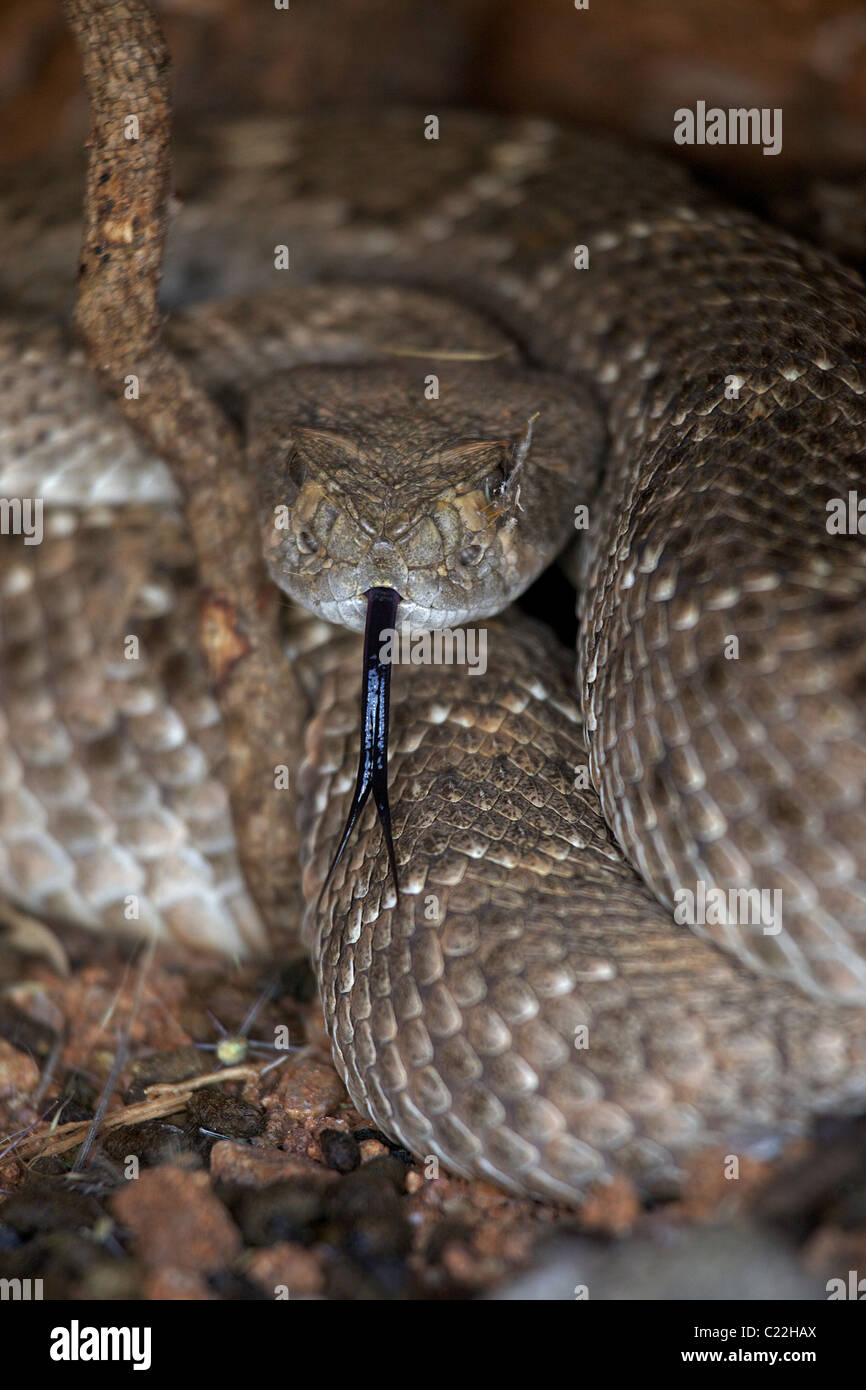 Western Diamond-backed Rattlesnake(s) (Crotalus atrox) -Arizona – USA ...