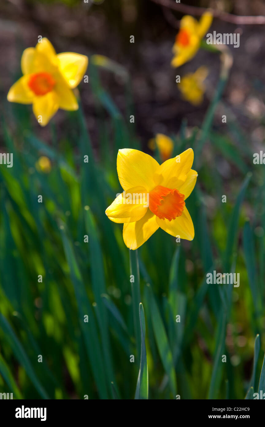 Close up view of three yellow and orange colored daffodils in the ...