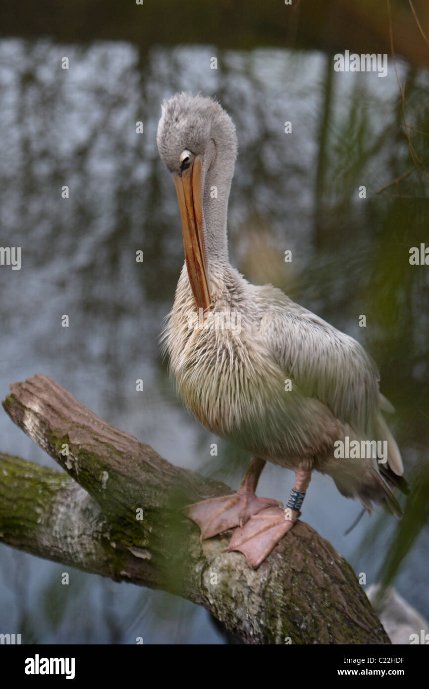 Pelican feet hi-res stock photography and images - Alamy