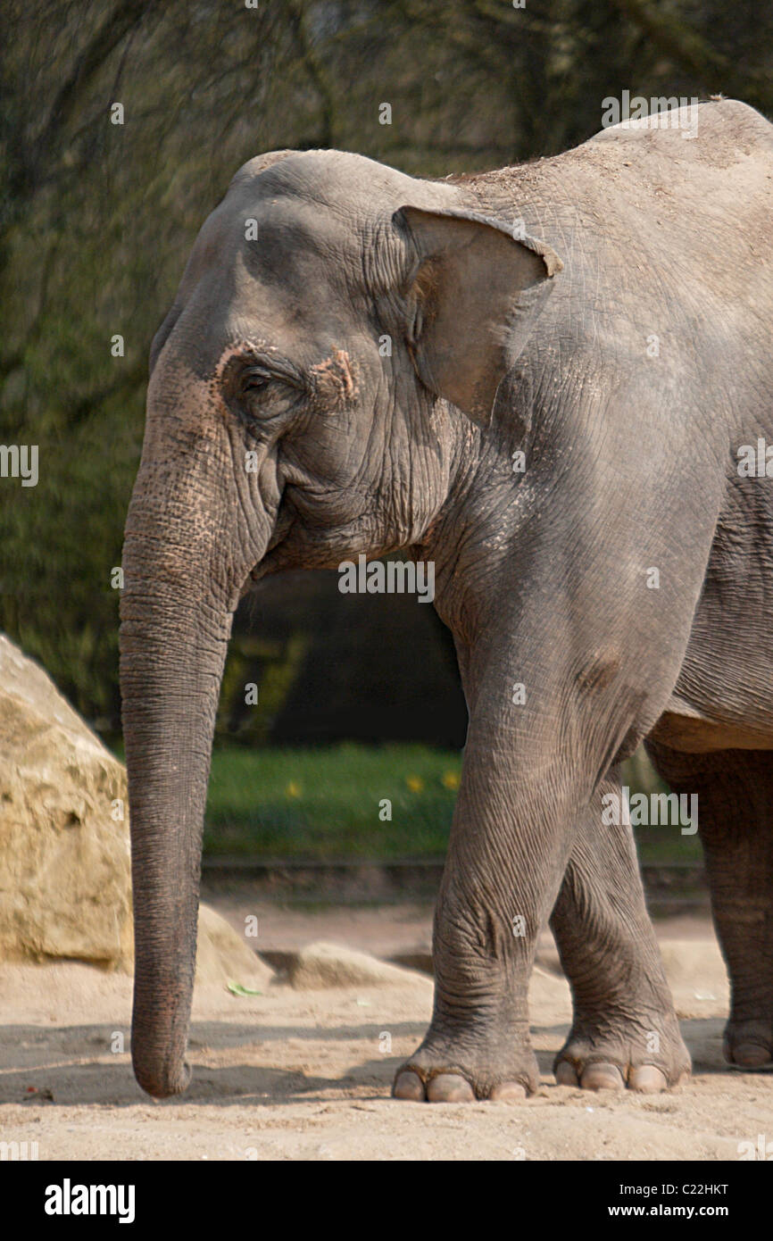 An elephant never forgets hi-res stock photography and images - Alamy