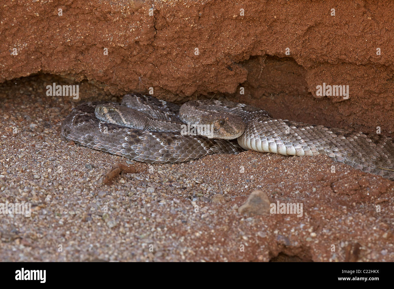 Western Diamond-backed Rattlesnake(s) (Crotalus atrox) -Arizona – USA ...