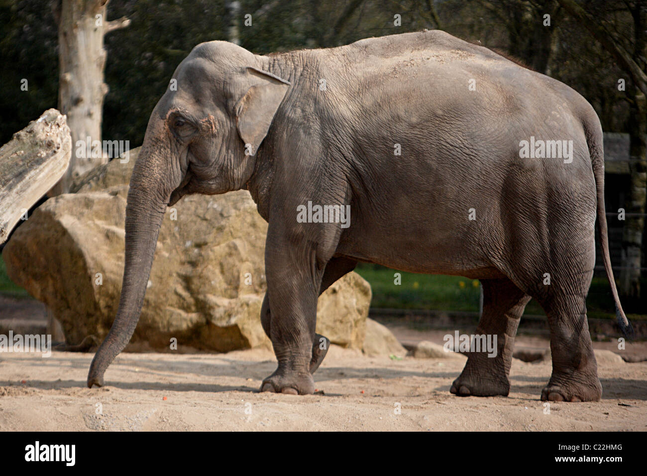 Trophy hunting, elephant hi-res stock photography and images - Alamy