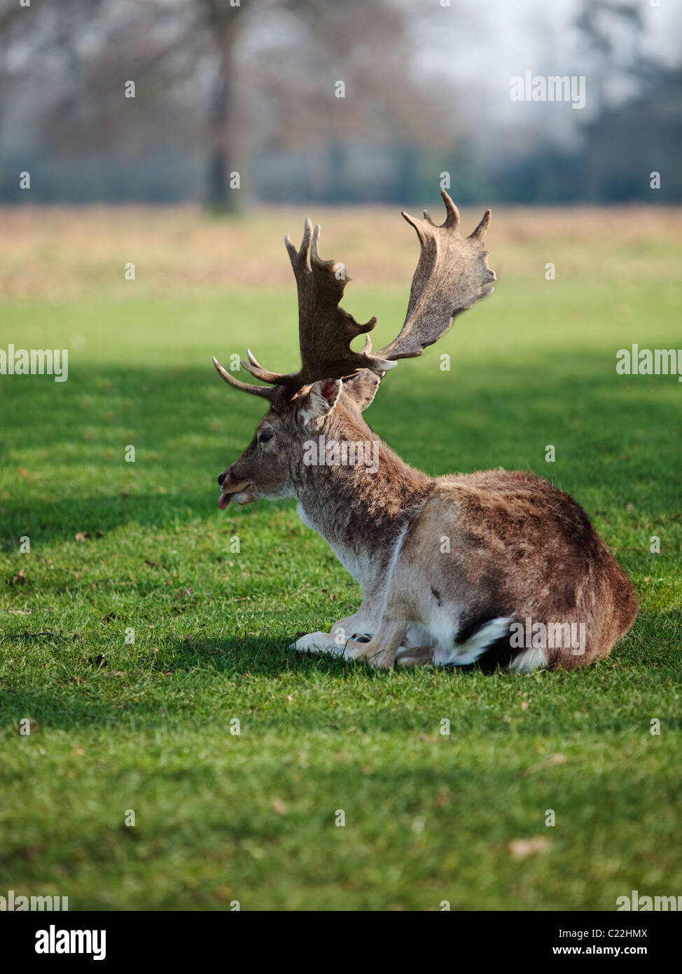 This is a photograph of a young buck Stag Stock Photo - Alamy