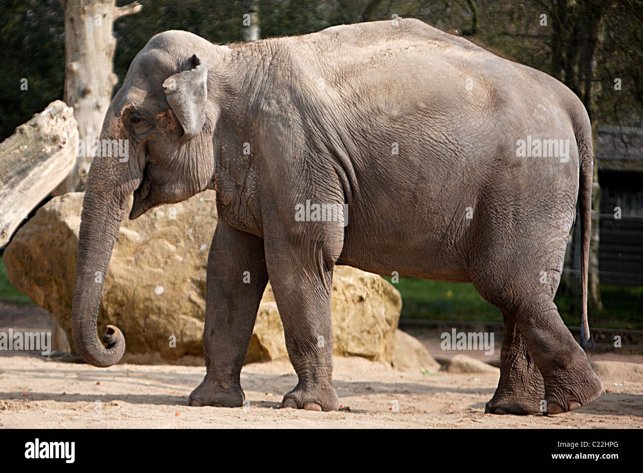 Lumbering african elephant hi-res stock photography and images - Alamy