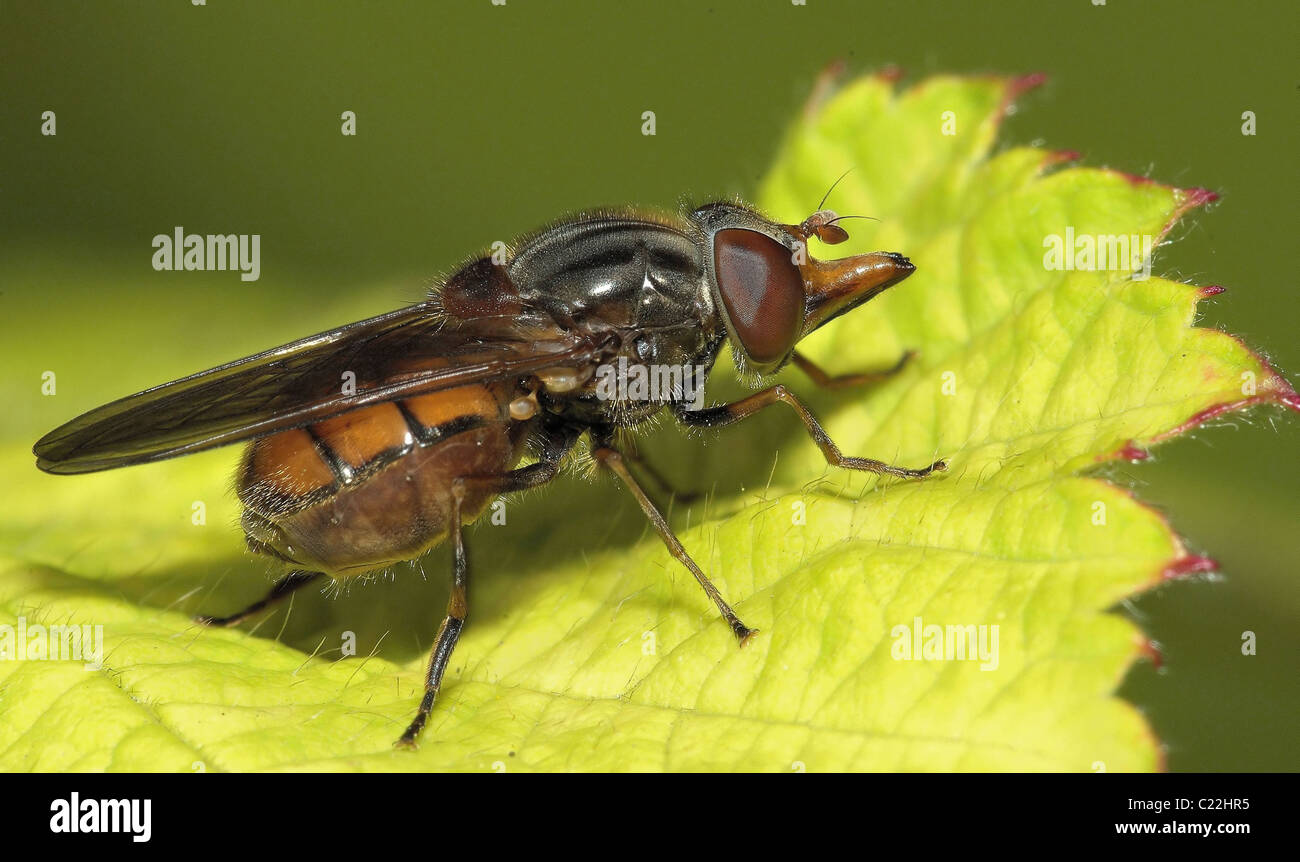 Rhingia campestris hi-res stock photography and images - Alamy