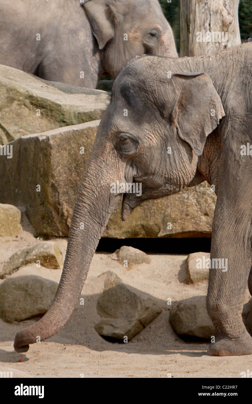 Lumbering african elephant hi-res stock photography and images - Alamy