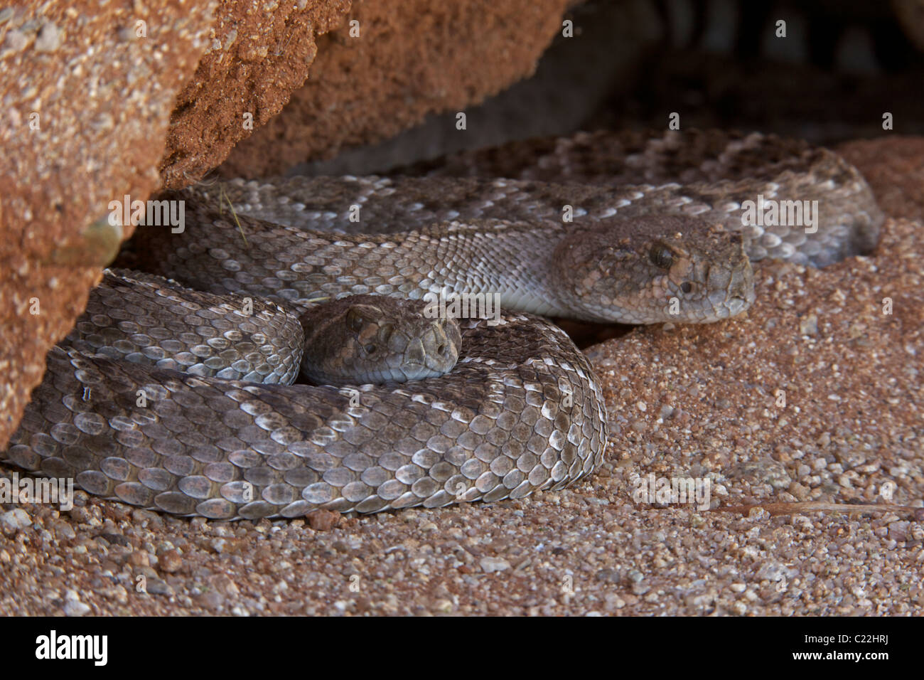 Western Diamond-backed Rattlesnake(s) (Crotalus atrox) -Arizona – USA ...