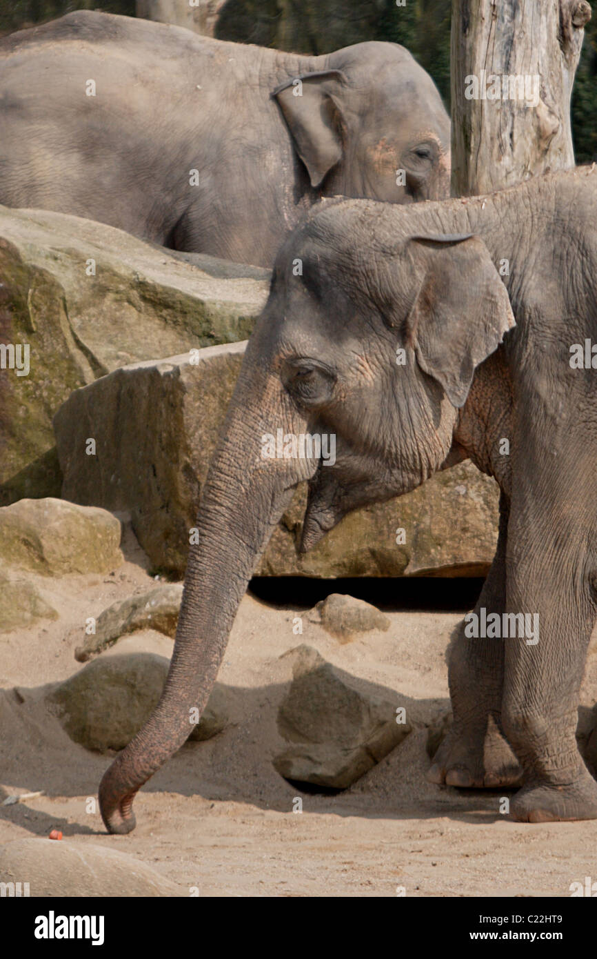 Indian bull elephant hi-res stock photography and images - Alamy