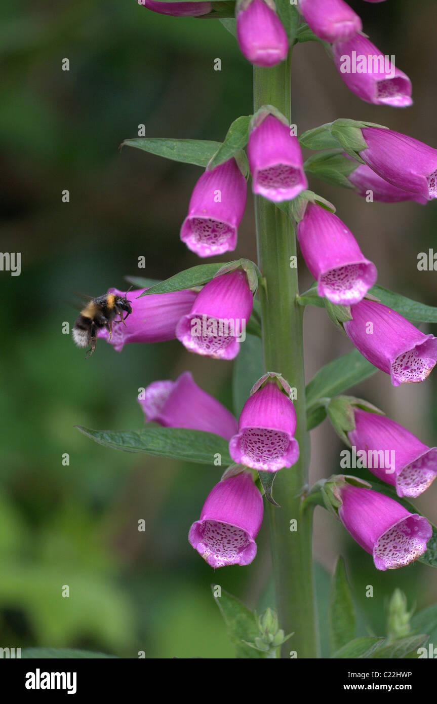 bumble bee & foxglove Stock Photo - Alamy