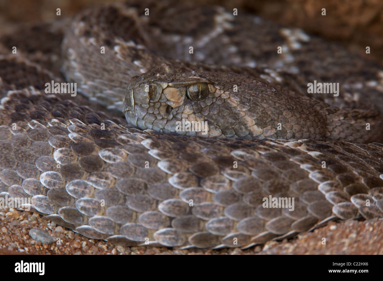 Western Diamond-backed Rattlesnake(s) (Crotalus atrox) -Arizona – USA ...