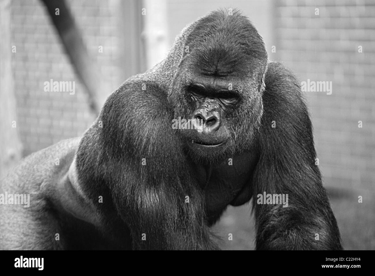 Male silver back gorilla Black and White Stock Photos & Images - Alamy